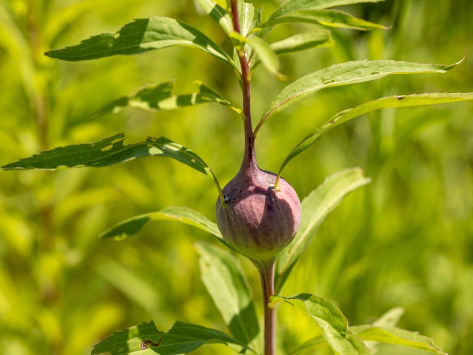 How To Diagnose Goldenrod Galls | Gardening Know How