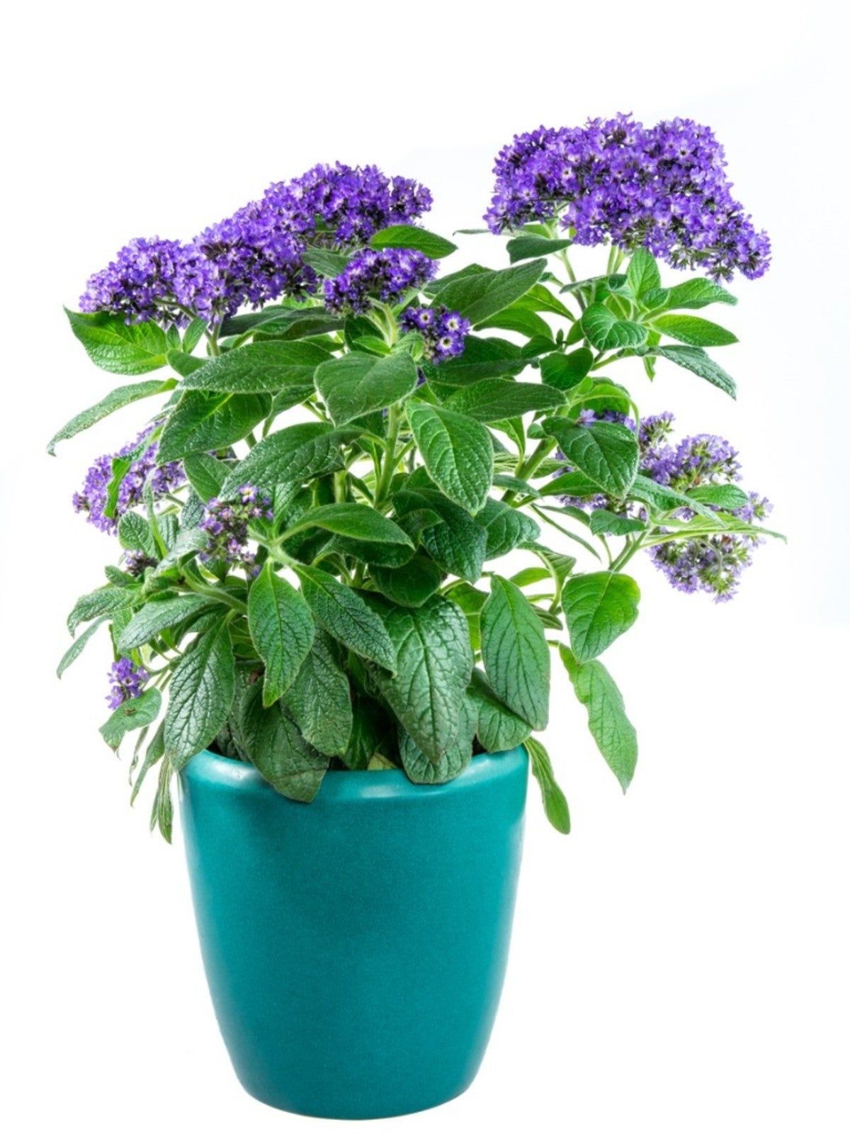 Growing Heliotrope Inside: Can You Grow Heliotrope Indoors | Gardening ...