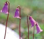 In My Garden: Alpine snowbells | Country Life