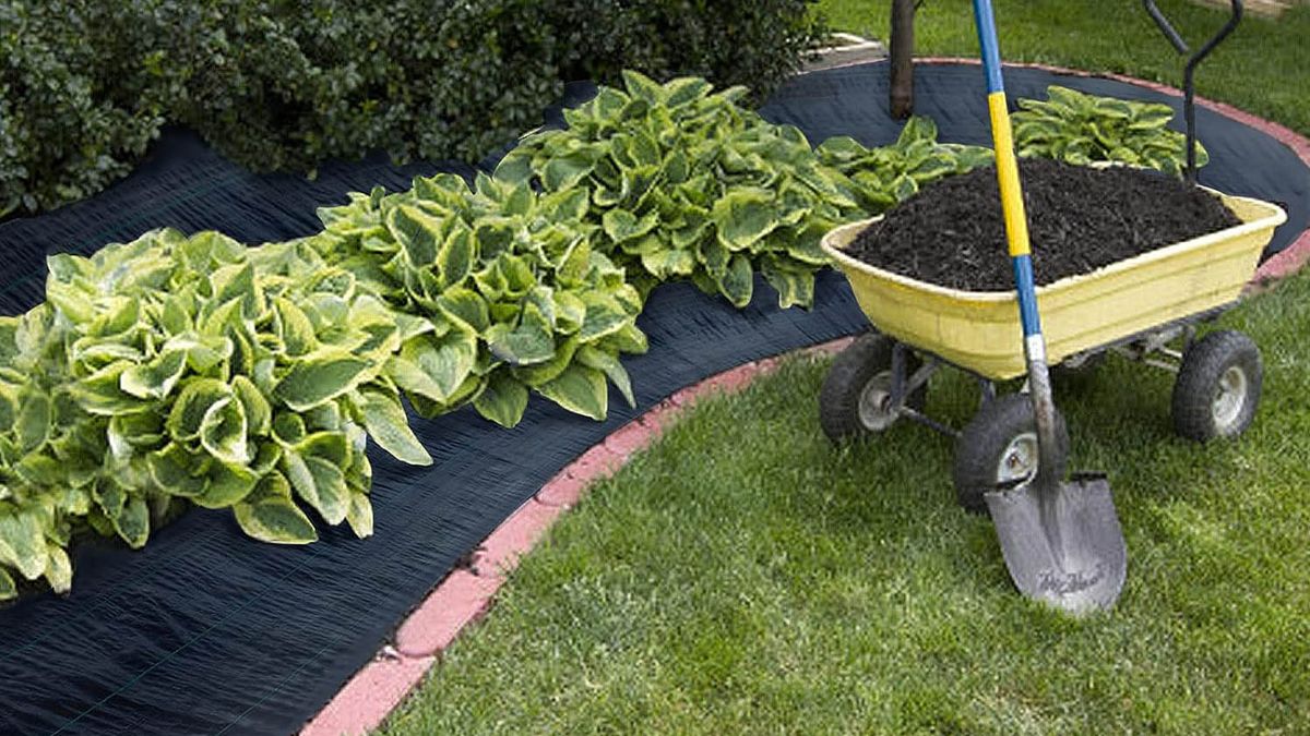7 ways to prevent weeds from taking root in your yard | Tom's Guide