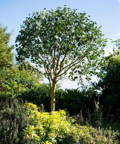 9 trees with white bark that make a statement in your plot | Gardeningetc