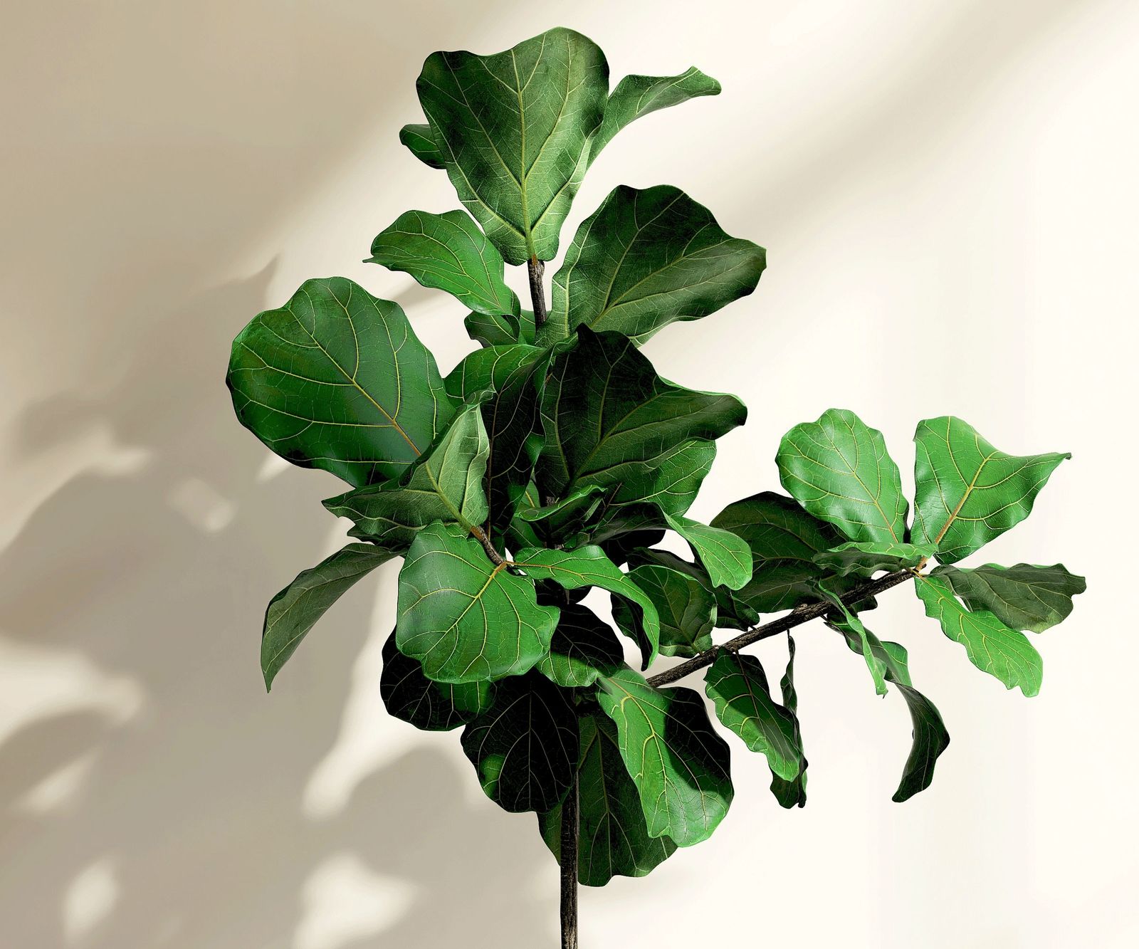 Fiddle leaf fig plant care: expert growing advice | Homes and Gardens