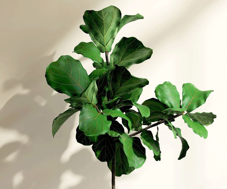 Fiddle leaf fig pruning: expert tips on how and why to do it | Homes ...