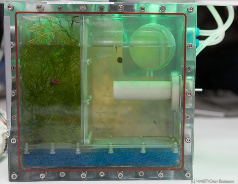 Animals in Space: Russia's Bion-M1 Space Capsule Carries Cosmic Zoo ...