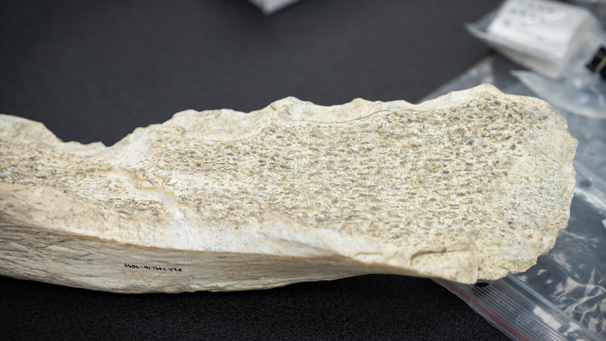 1.5 million-year-old bone tools crafted by human ancestors in Tanzania ...