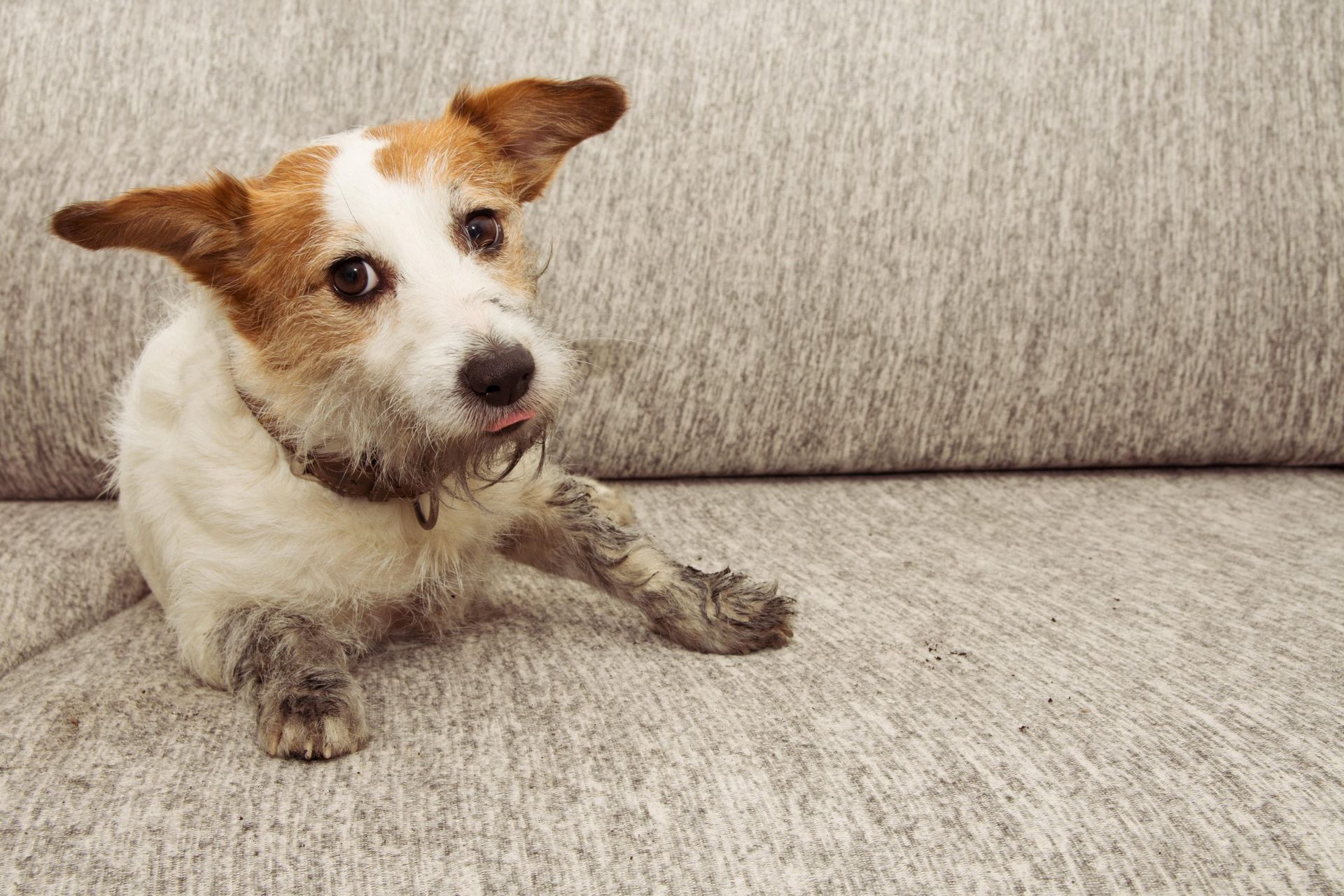 How to keep a dog off the sofa | Country Life
