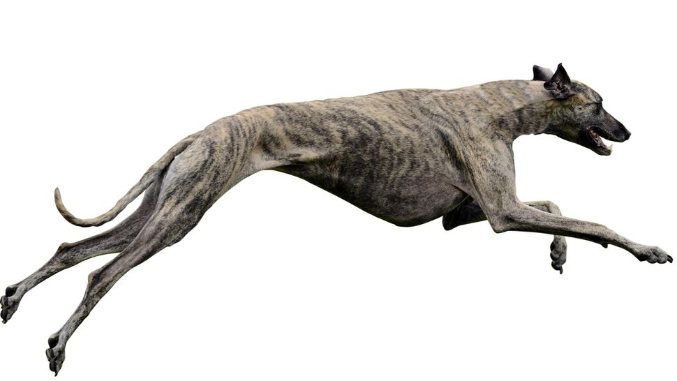 32 best dog breeds for warm climates | PetsRadar