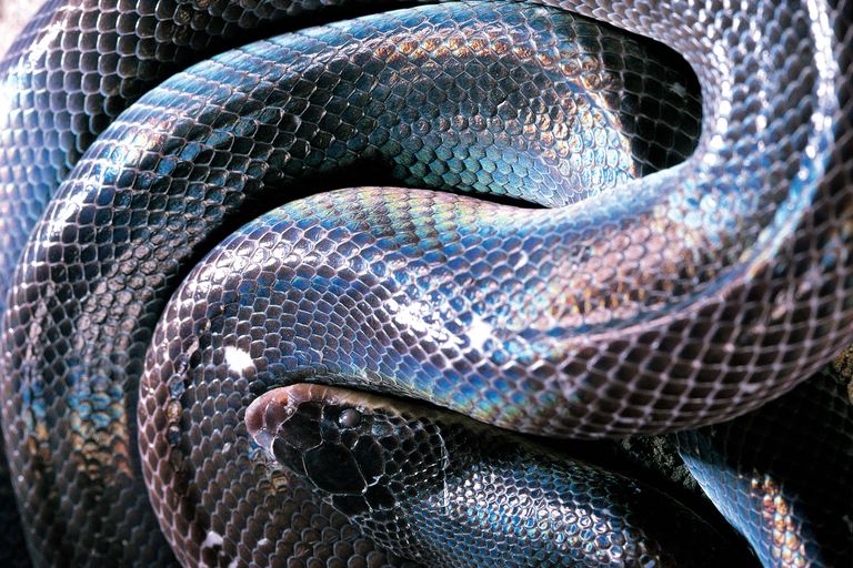 Iridescence: The greatest special effect in Nature | Country Life