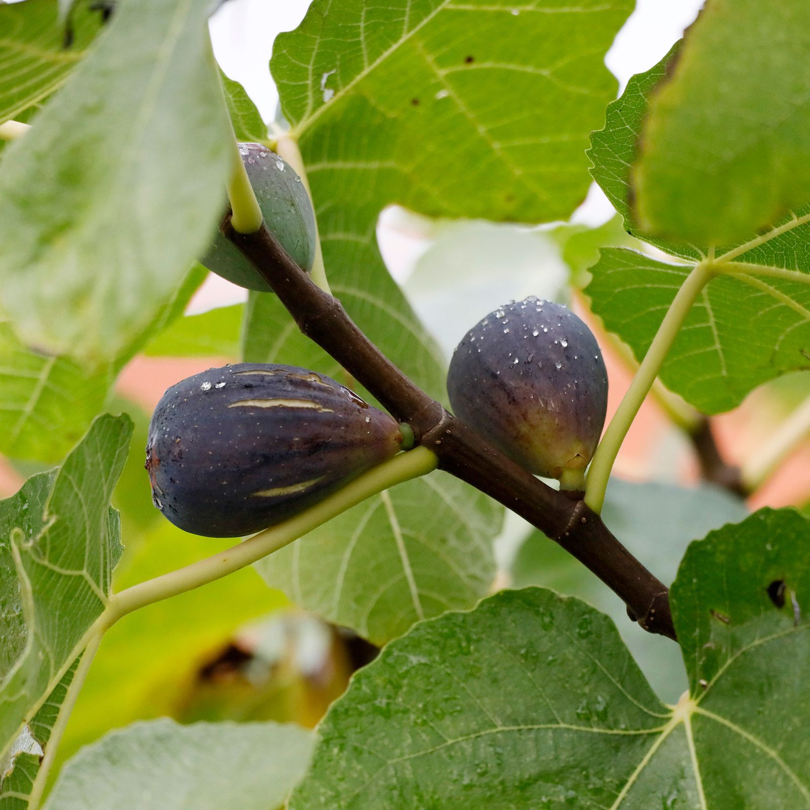When to prune fig trees - experts reveal the perfect time | Ideal Home