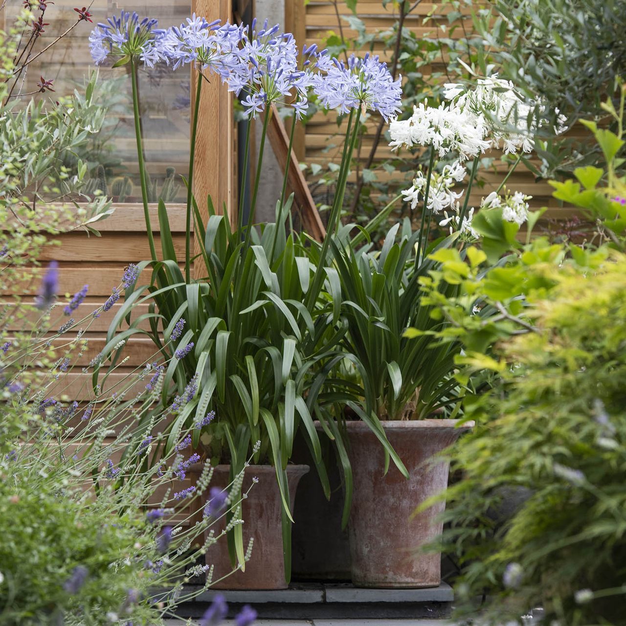 The 5 most beautiful flowers to plant now | Livingetc