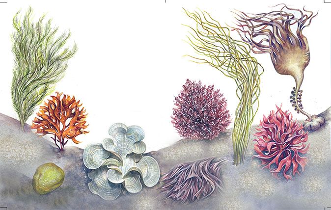 A simple guide to the seaweed of Britain – how to spot it, how to cook ...