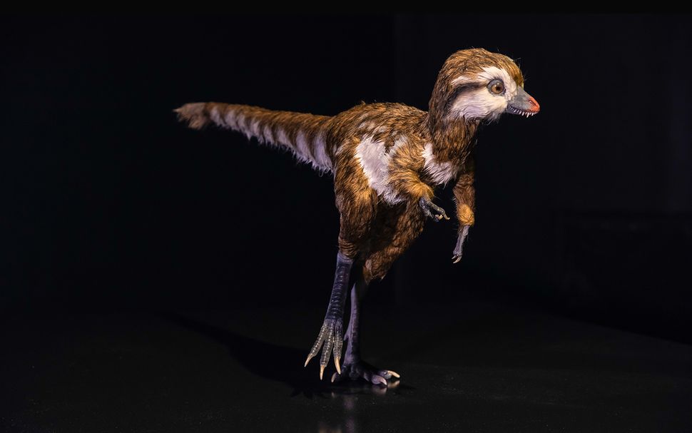 Baby T. Rex Was an Adorable Ball of Fluff | Live Science