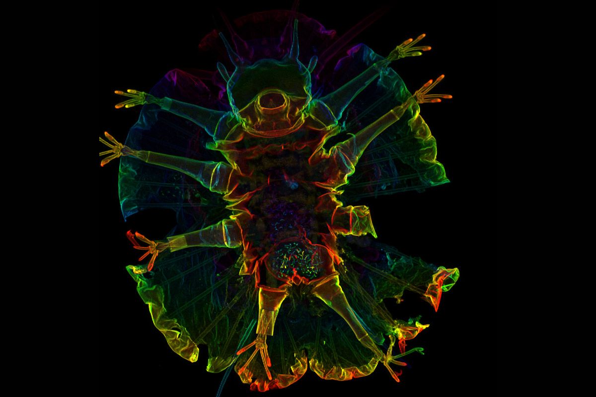 8 Reasons Why We Love Tardigrades | Live Science