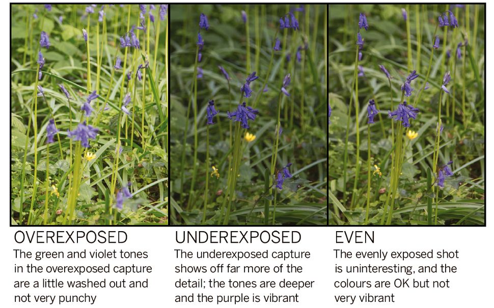 Learn how to unlock stunning natural colors in your photos | Digital ...