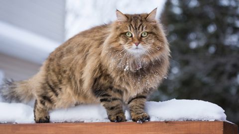 32 best cat breeds for cold climates | PetsRadar