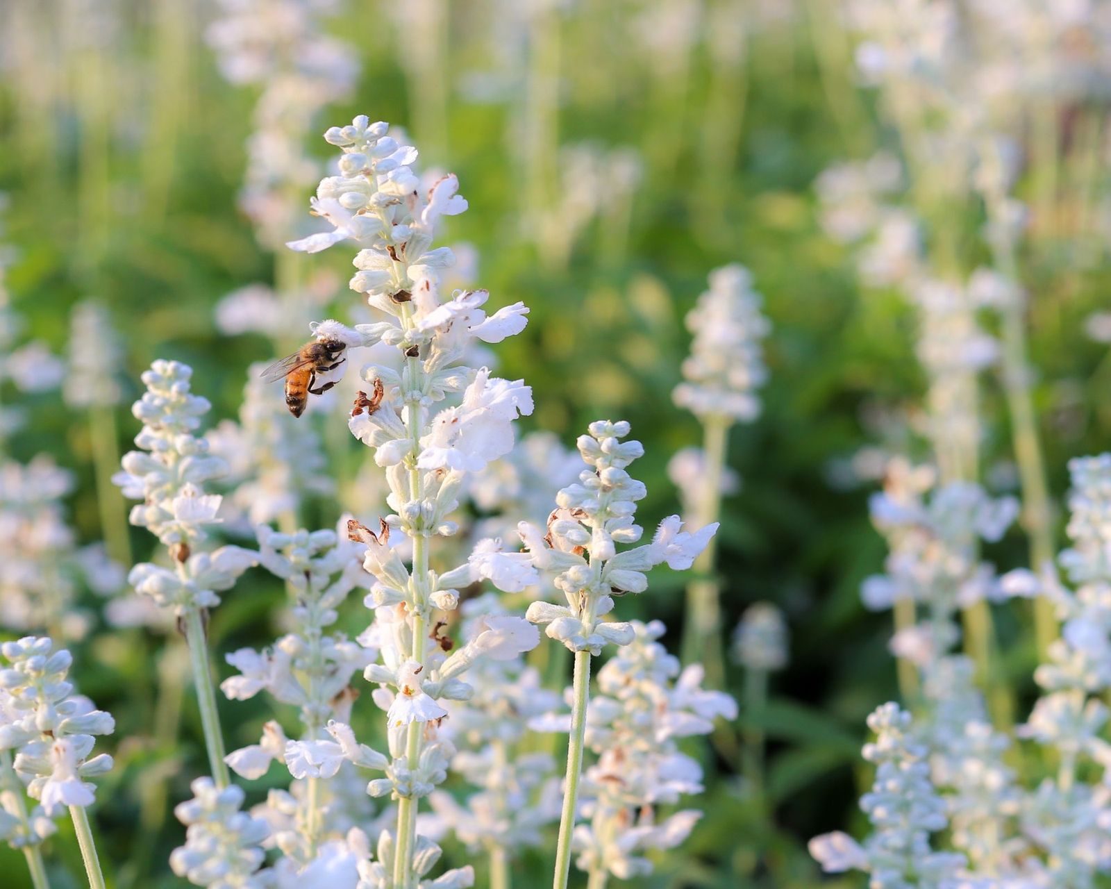 How to create a moon garden with expert plant suggestions | Homes and ...