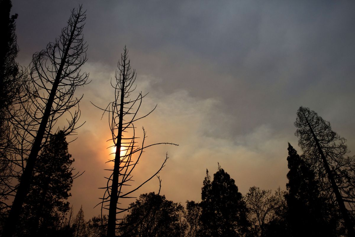 What climate change will do to the forests | The Week