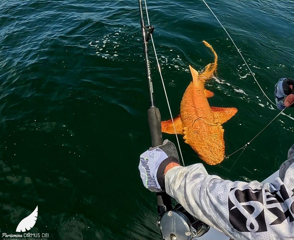 Fishers discover first-of-its-kind bright orange shark with two rare ...