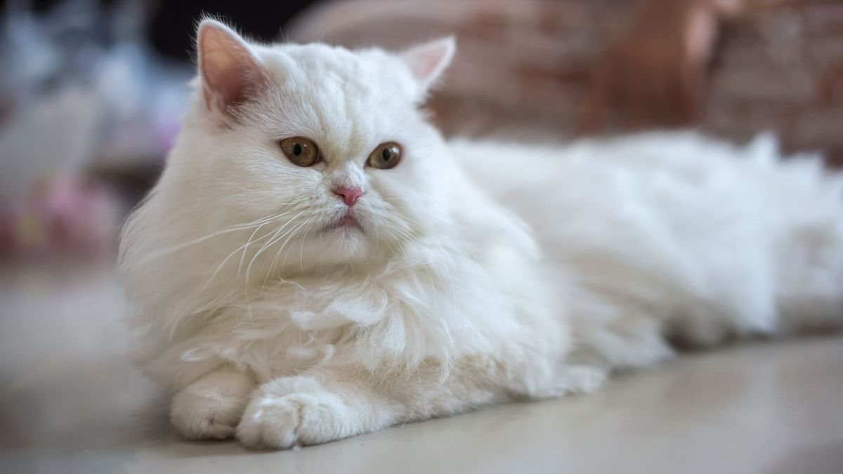 10 fluffy cat breeds to cuddle up to | PetsRadar