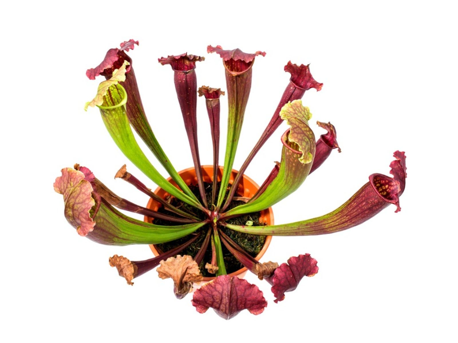 Propagating Pitcher Plants - Pitcher Plant Seeds And Cuttings ...