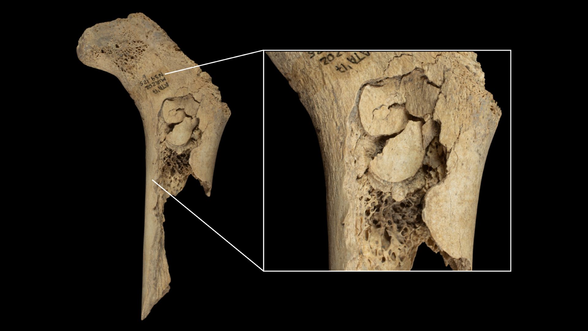 Stone Age family may have been cannibalized for 'ultimate elimination ...