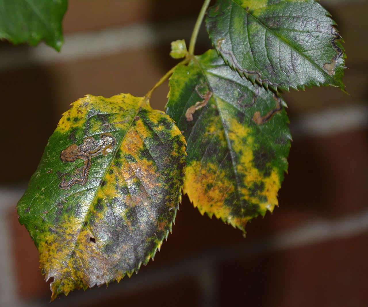 Rose black spot: how to prevent and beat this common disease | Homes ...