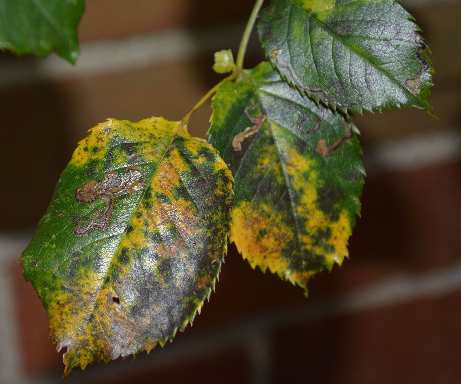 Rose black spot: how to prevent and beat this common disease | Homes ...