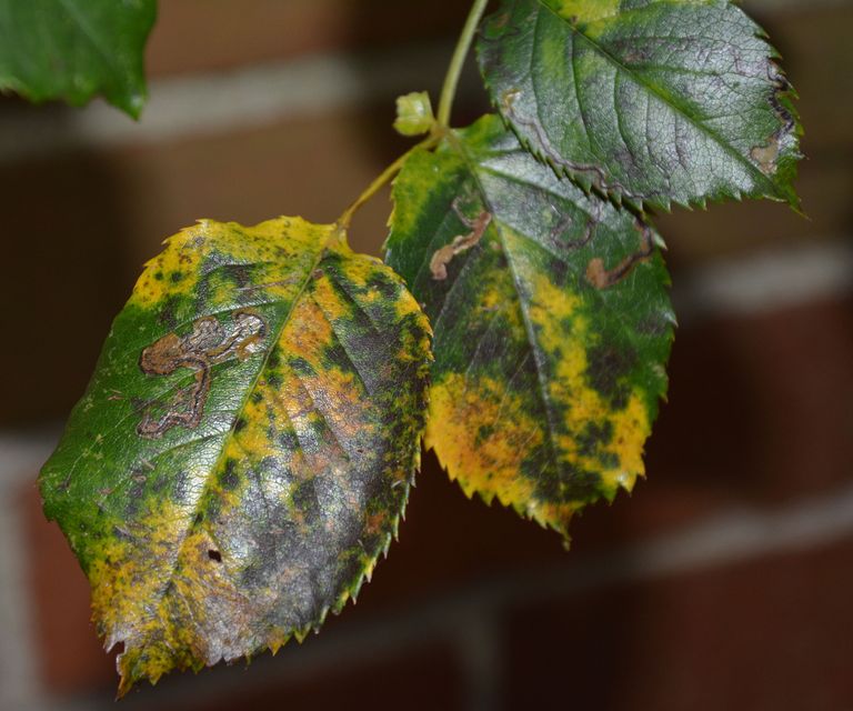 Rose black spot: how to prevent and beat this common disease | Homes ...