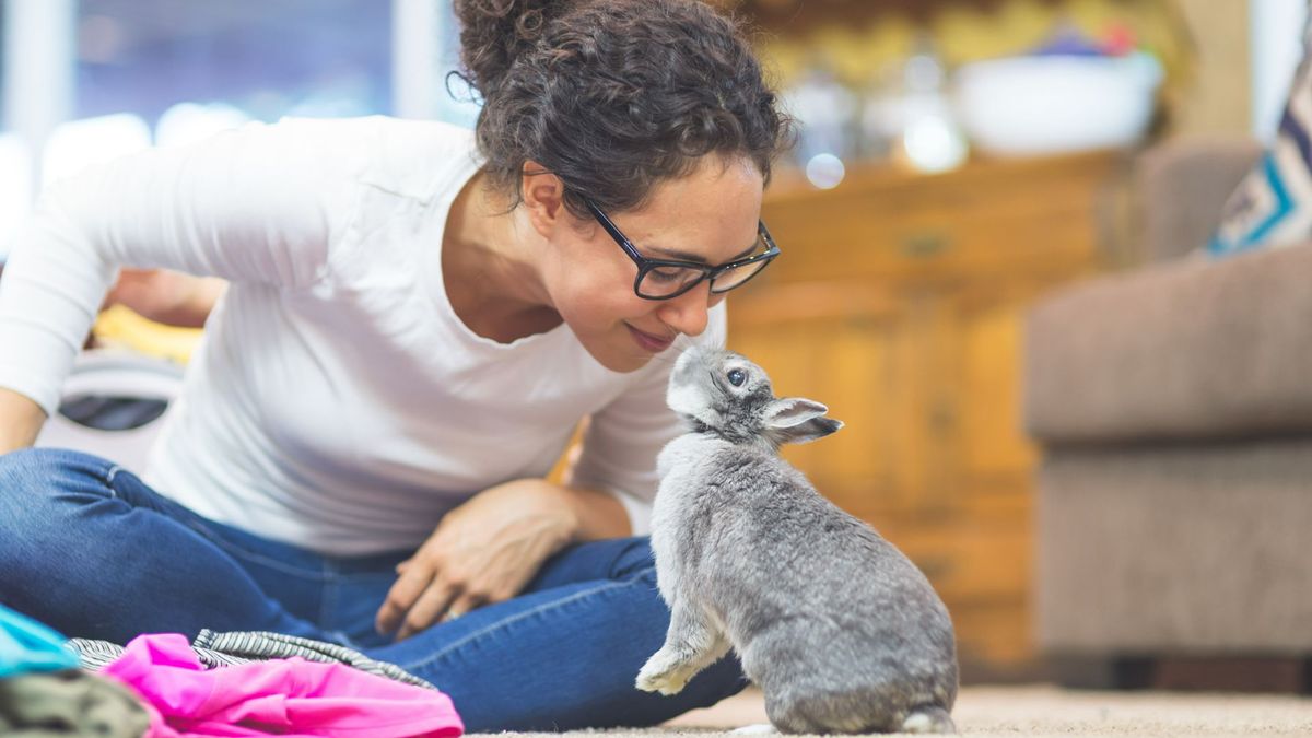 Best rabbit toys: Enrich your bunny's environment | PetsRadar