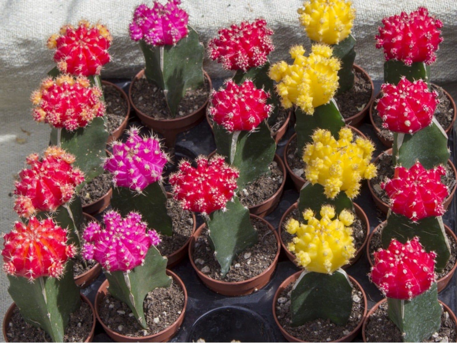 Repotting Moon Cactus Properly | Gardening Know How