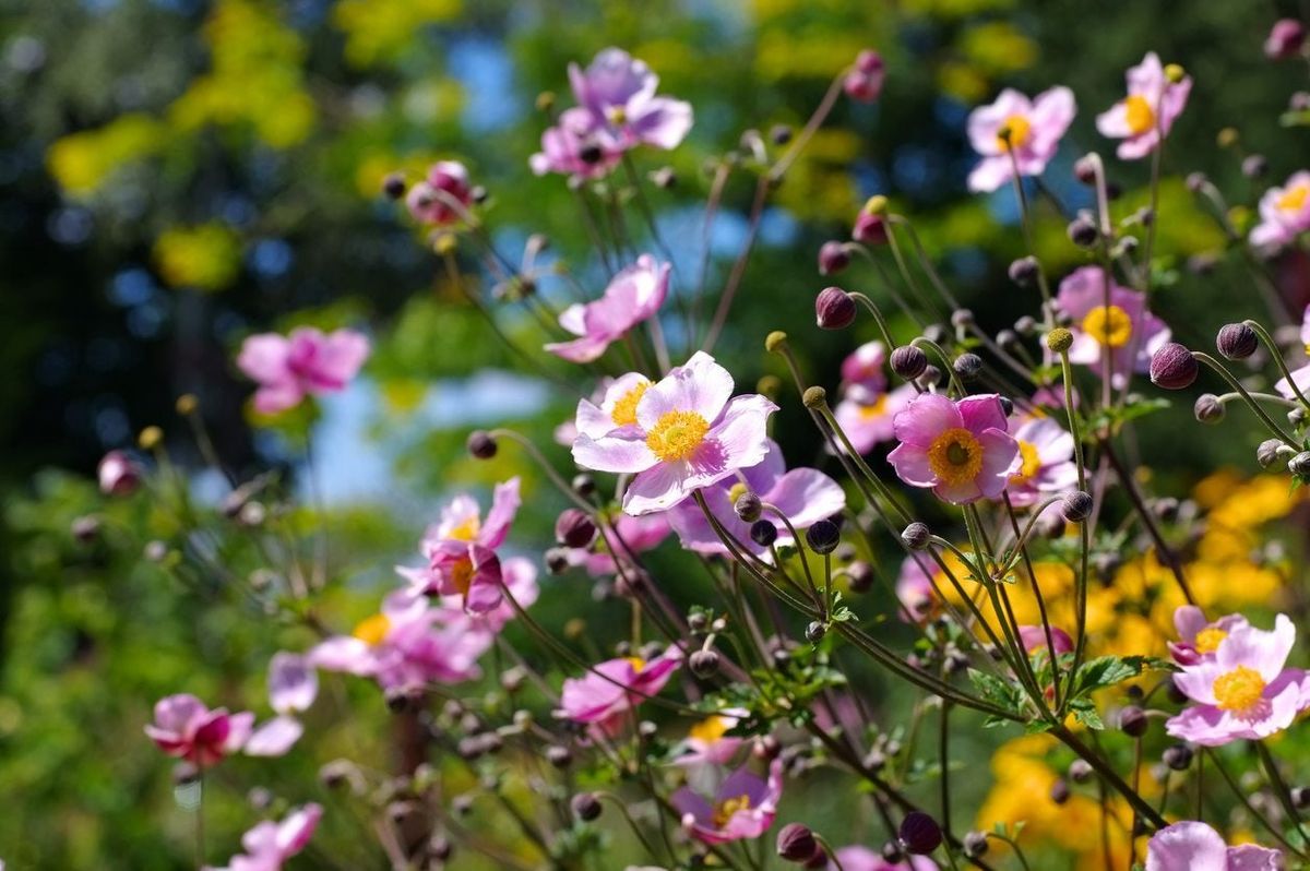 What Is A Japanese Anemone - How To Grow Japanese Anemone Plants ...