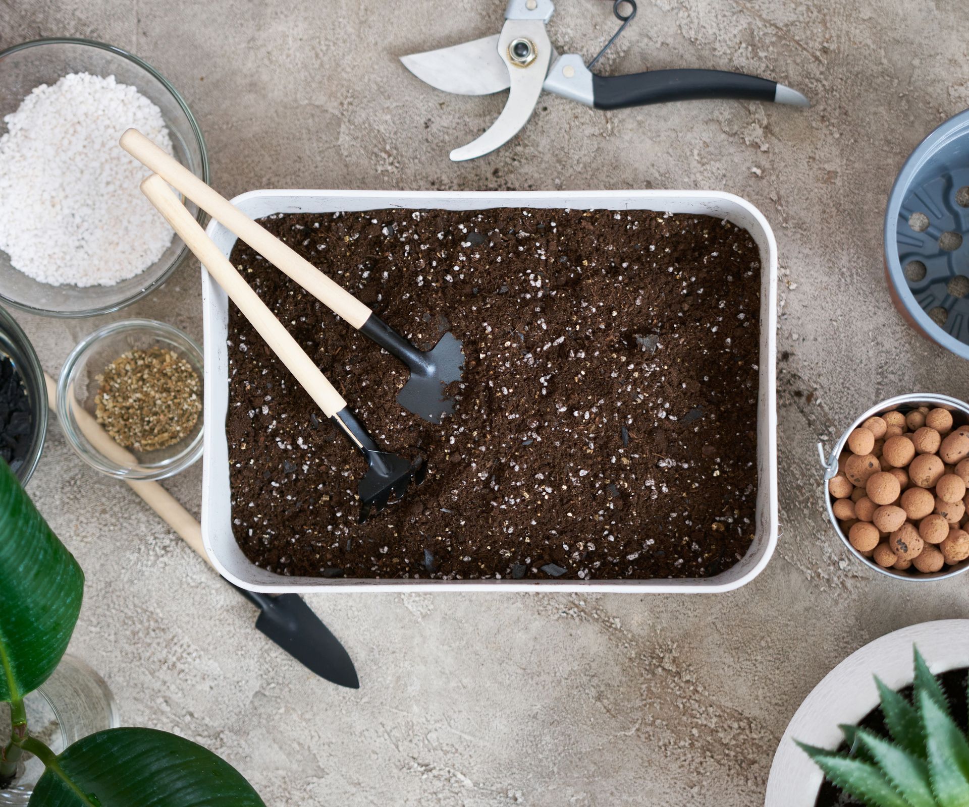 Best Spider Plant Soil: Complete Soil Guide And Expert Tips | Gardening ...