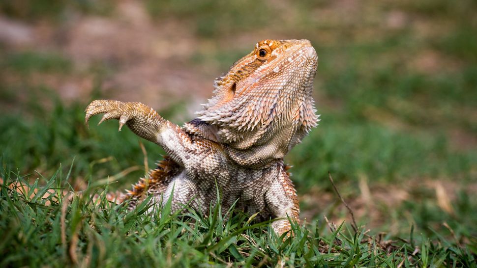Types of bearded dragons that you need to know about | PetsRadar