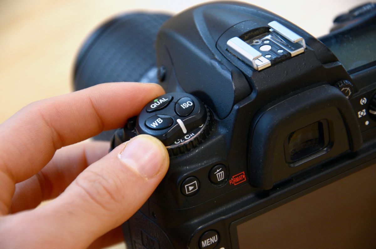 Home photography ideas: Capture cat portraits worthy of a studio ...