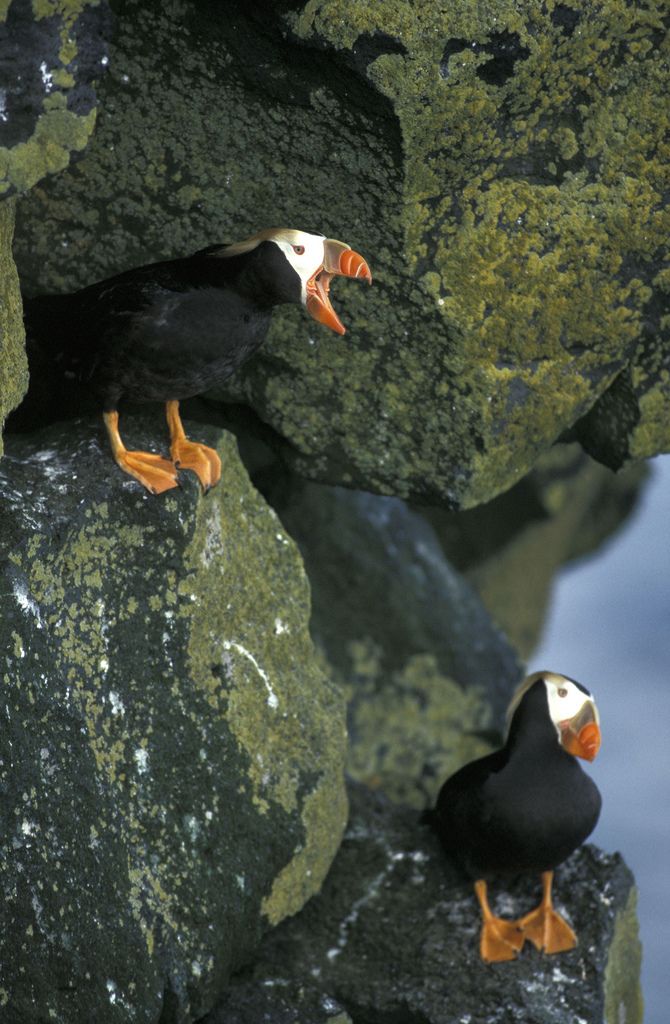 Gallery: A View of Rat Island: Page 2 | Live Science