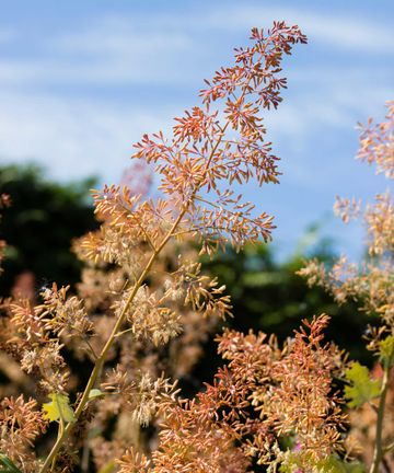 Tall flowers: 12 varieties to add height and drama | Gardeningetc