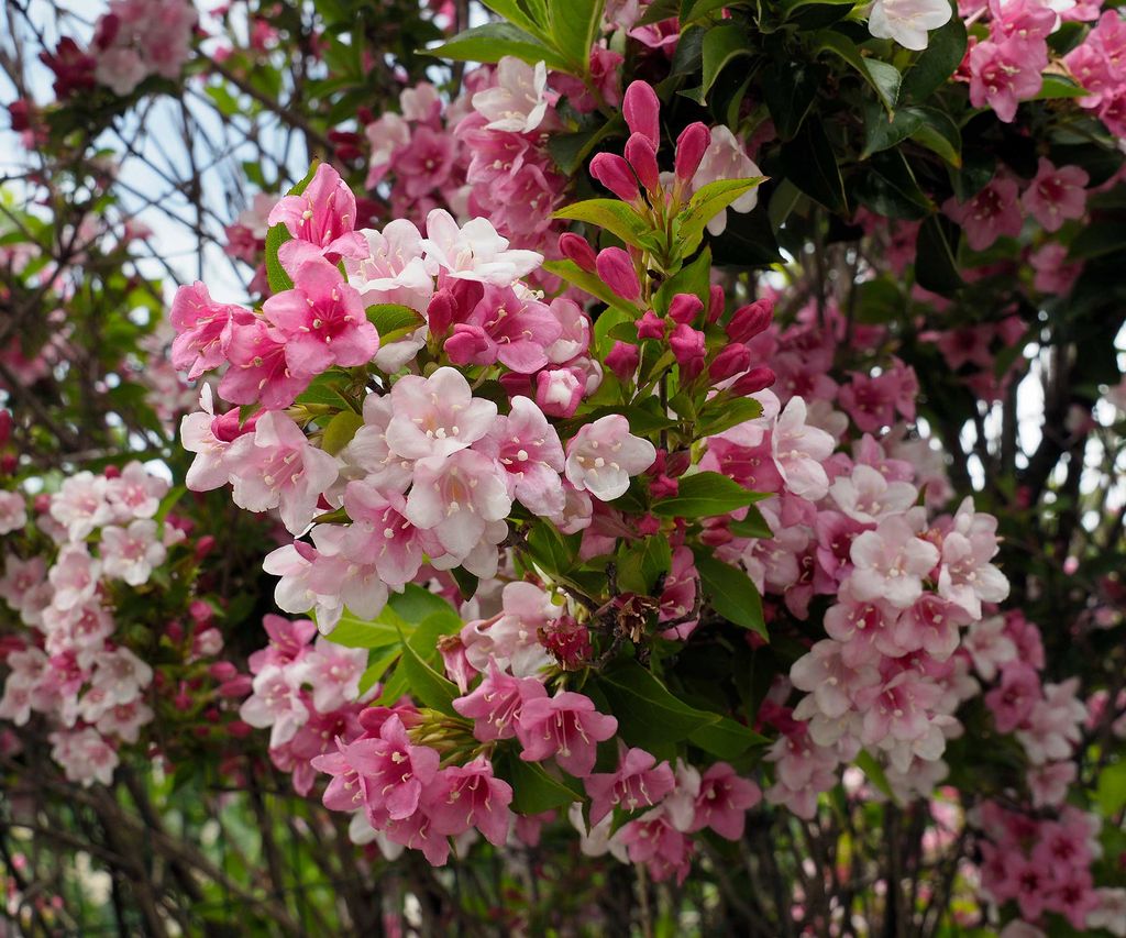 Best fast-growing shrubs: 15 bright and beautiful varieties | Homes and ...