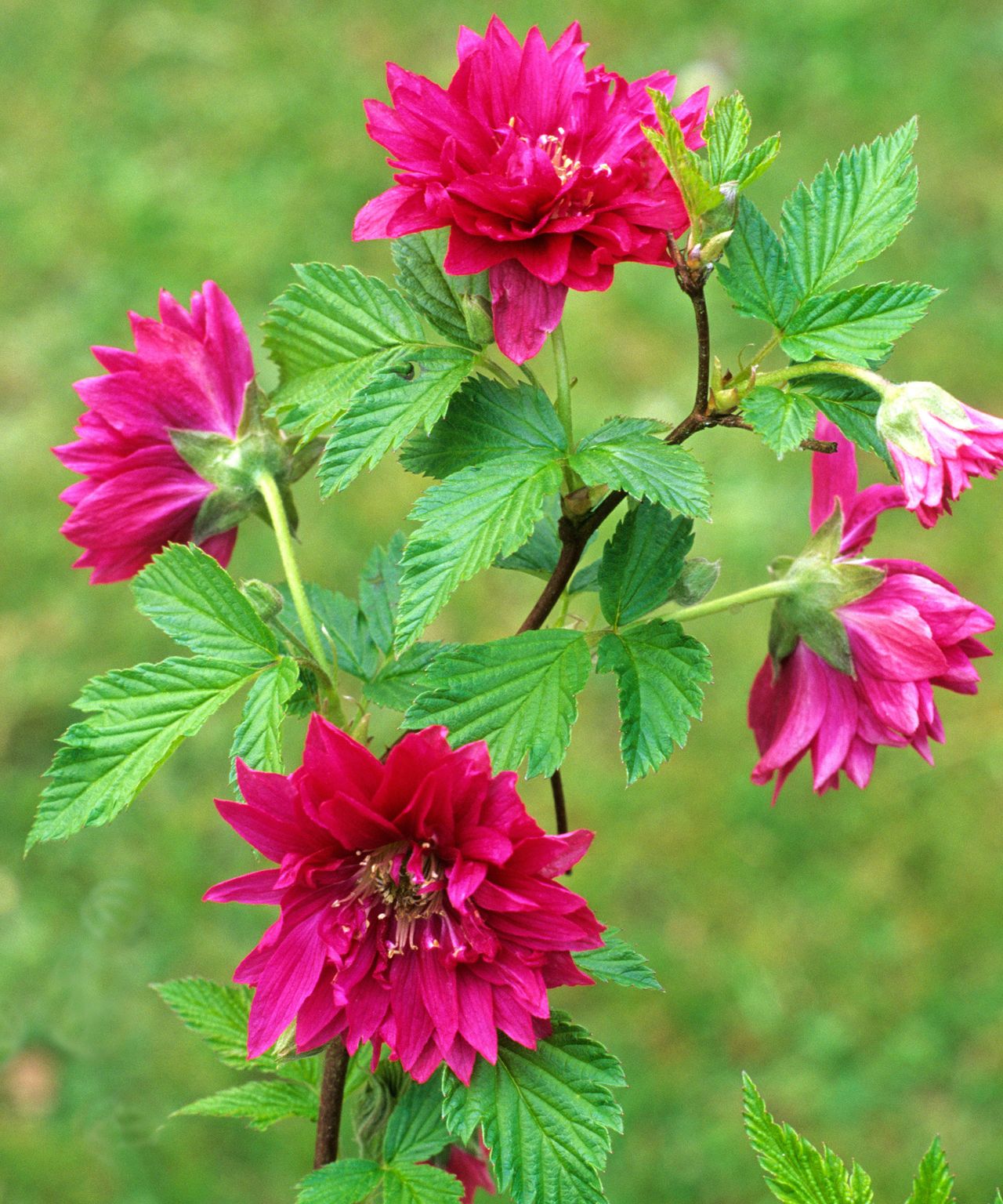 Best brambles: top picks for fruit, flowers and wildlife | Homes and ...