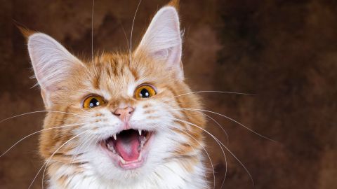 Cat teeth: What you need to know and how to care for them | PetsRadar