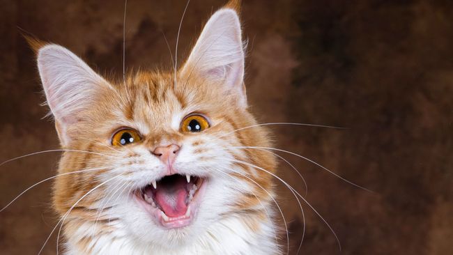 Cat teeth: What you need to know and how to care for them | PetsRadar