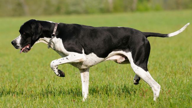 14 pointing dog breeds from around the world | PetsRadar