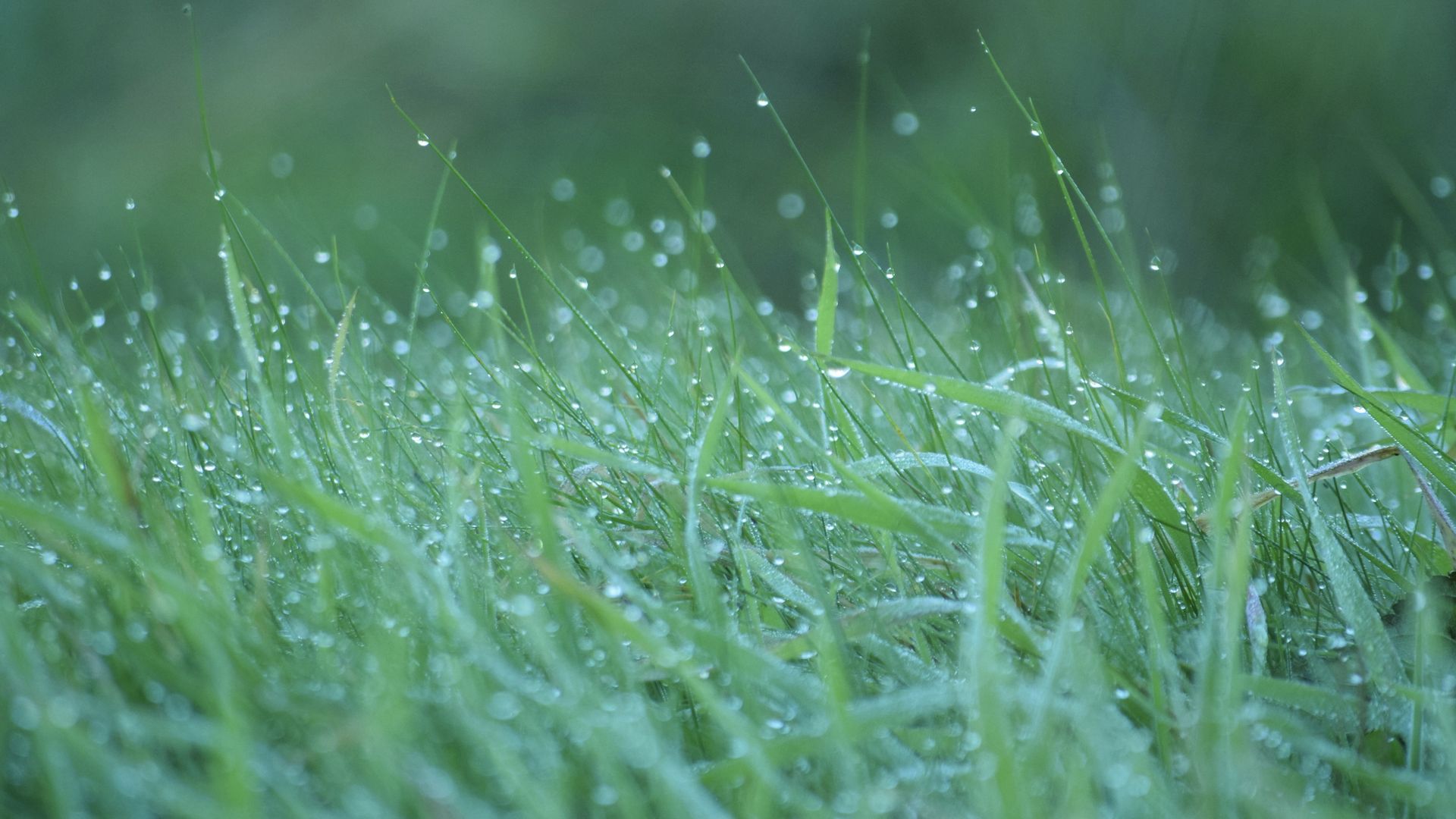 5 reasons why you should never mow wet grass, according to an expert | T3