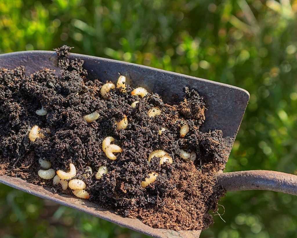 Rhododendron problems: 3 common issues and how to solve them | Gardeningetc