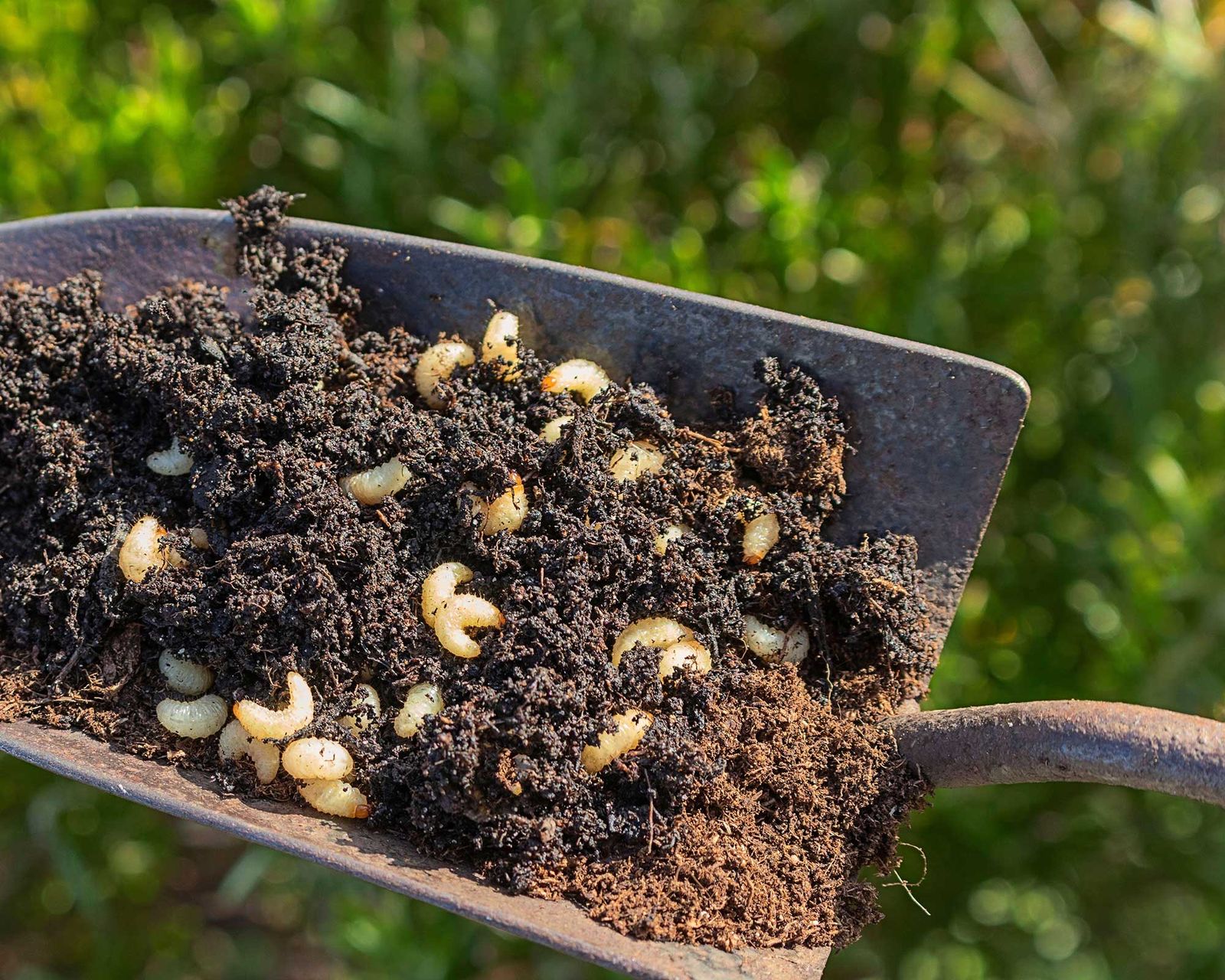 Rhododendron problems: 3 common issues and how to solve them | Gardeningetc