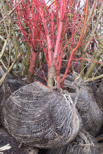 Planting bare root trees: follow our step-by-step guide | Gardeningetc