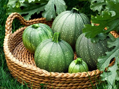 Sweetest Squash Varieties: 6 Of The Best For Every Edible Garden ...