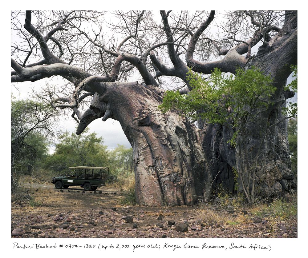Gallery: Oldest Living Things in the World | Live Science