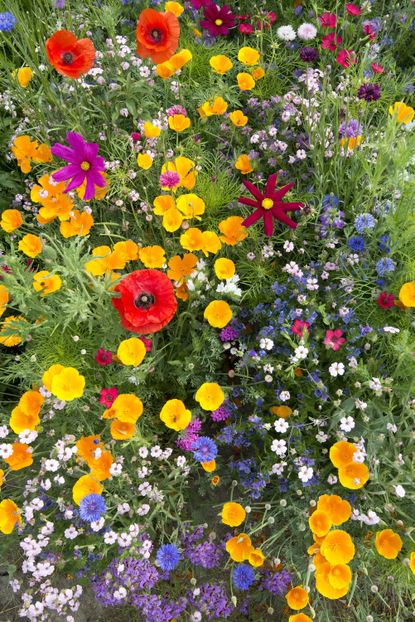 5 colour ideas for your garden planting scheme – which one will you ...