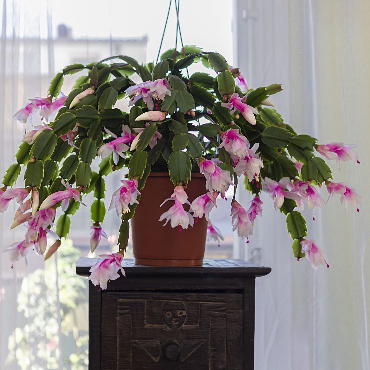 Why are my Christmas cactus buds falling off? 5 likely causes | Ideal Home