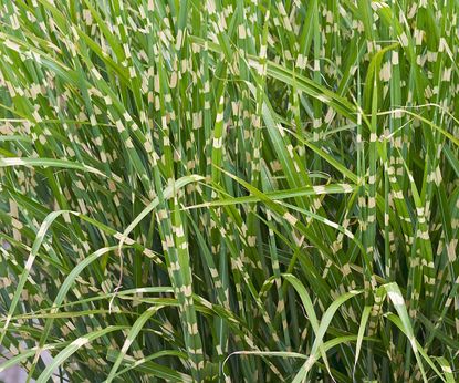 Best miscanthus varieties: 15 of the top ornamental grasses | Homes and ...